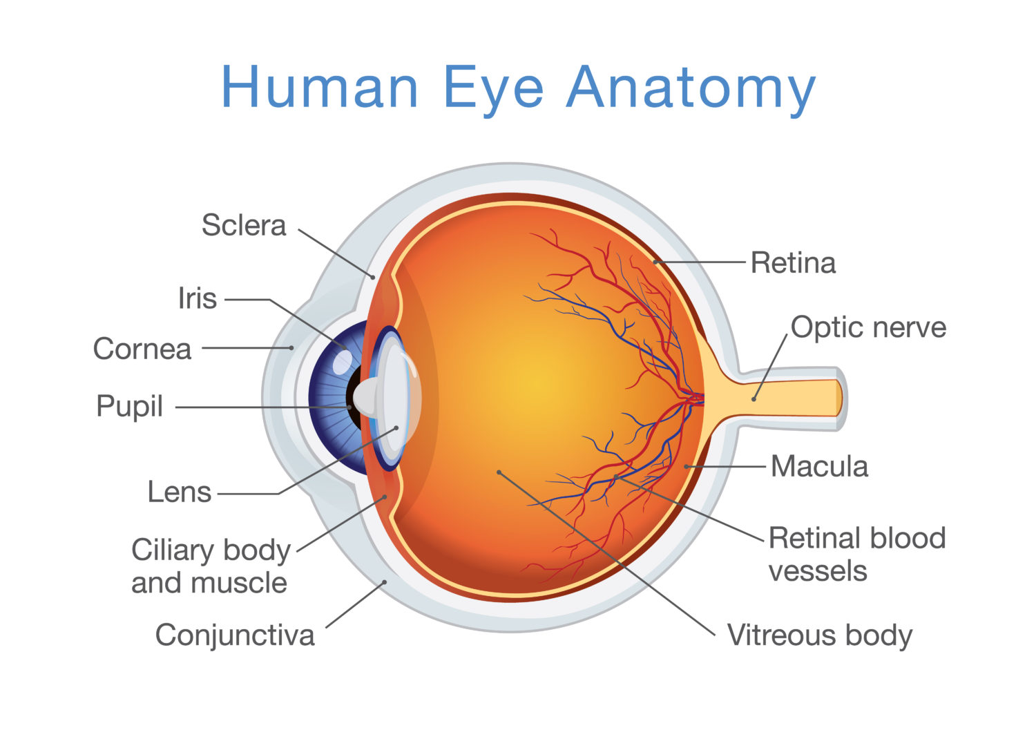 Elmiron Vision Loss and Blindness Lawsuit | Free Consultation